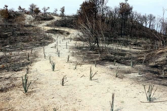 Interponen Denuncias Por Incendios Forestales 3672