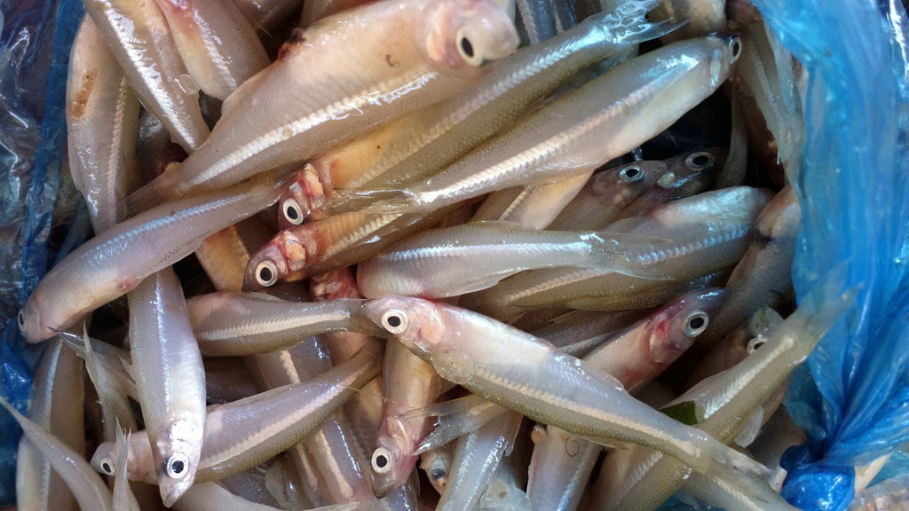 5 datos que no conocías sobre Chapala