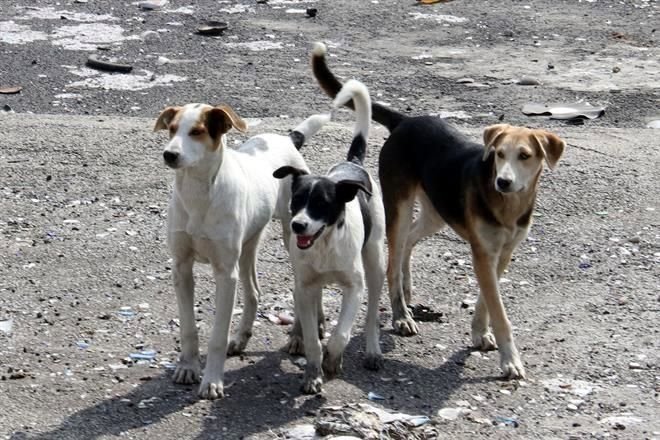 Zapopan Admite Que Hay Perros Ferales En El Bosque
