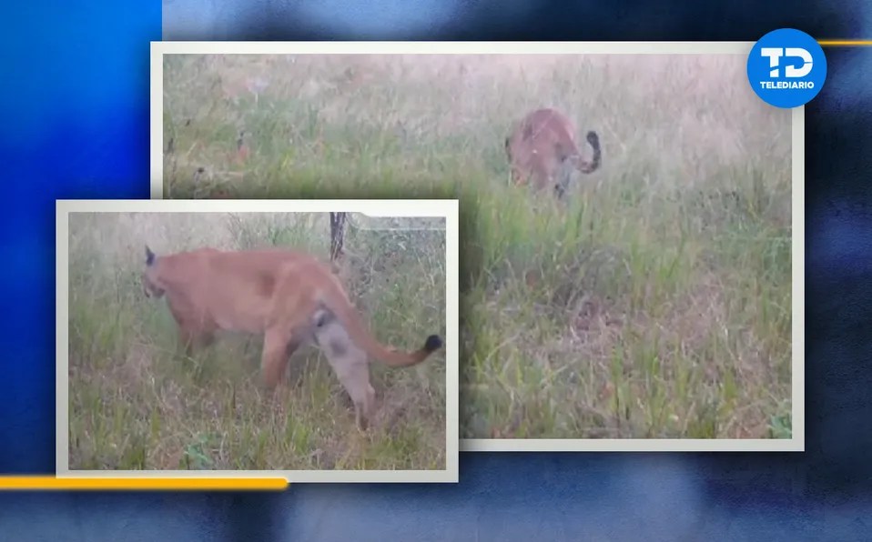 Captan a puma disfrutando de un paseo en el Bosque ‘La Primavera’ | VIDEO