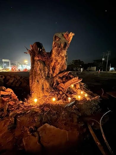 En Jaluco cortan árbol histórico en el día de la educación Ambiental.